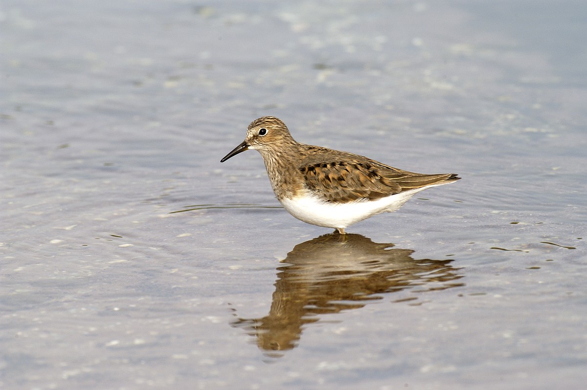 Calidris temminckii, Temminck's Stint Calidris temminckii, Temminck's Stint